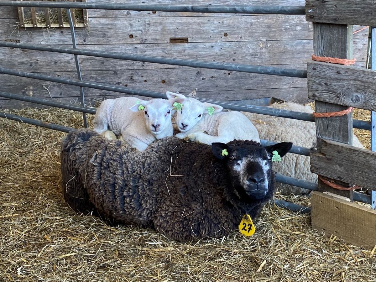 Naar Texel met een baby? Dit zijn onze tips